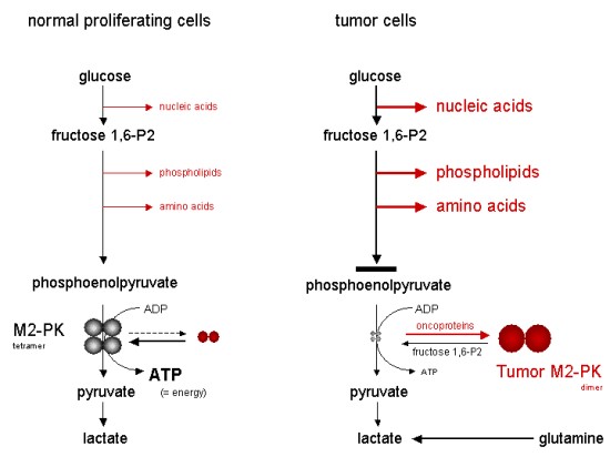 대장암 종양표지자 M2-PK (M2-Pyruvate Kinase)