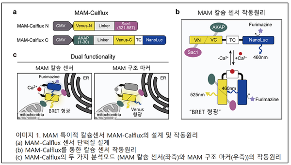 POSTECH , 형광 단백질 센서로 세포 내 칼슘 측정 성공
