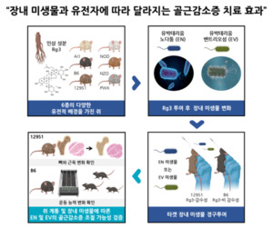KIST, 골근감소증 치료에 장내 미생물 상호작용 연구결과 발표